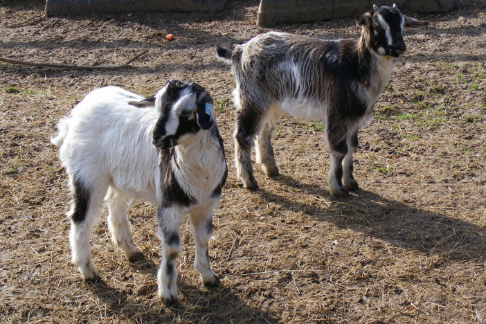 Arapawa Goat - Breed Profile - Goat Journal